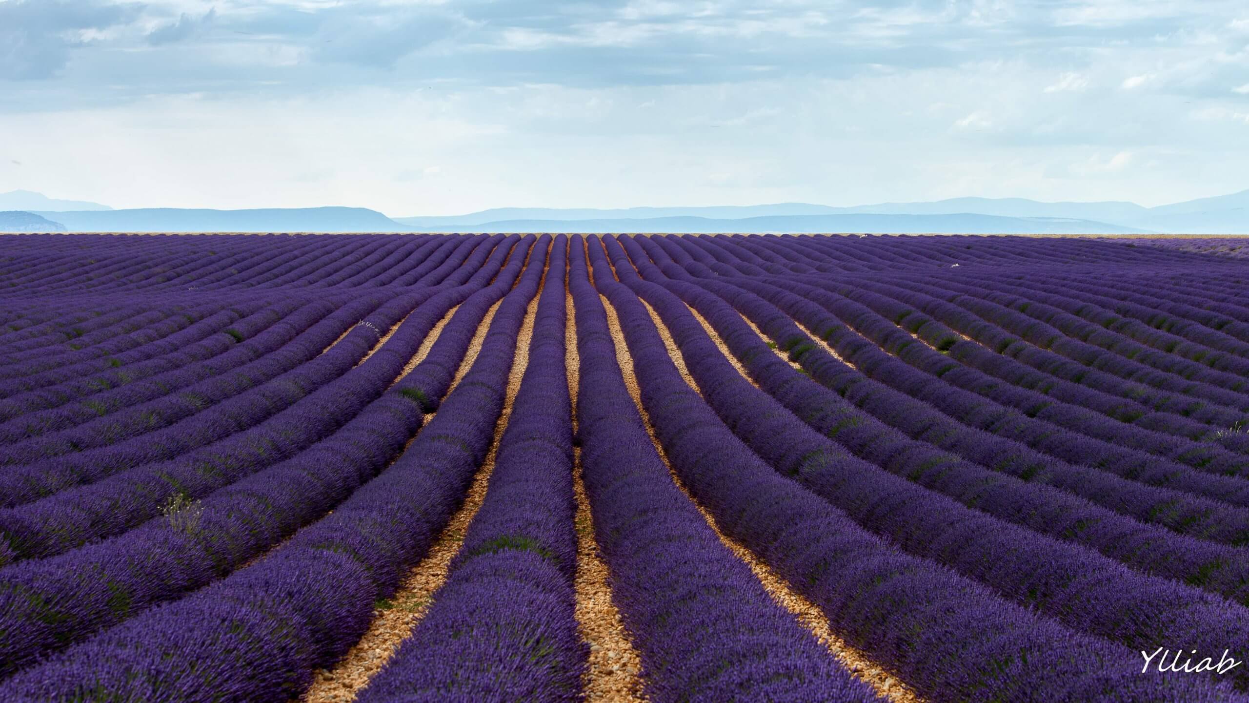 Plateau de Valensole : champ de lavande et plateau de Valensole